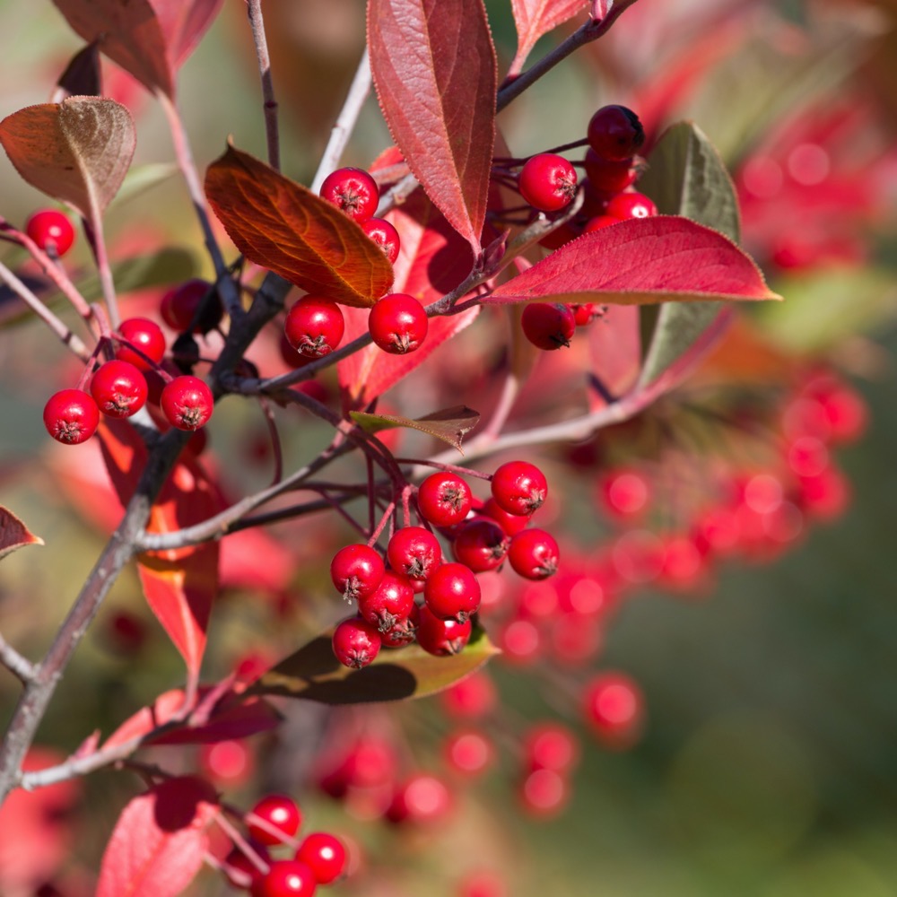 Aronia Arbutifolia 'Brilliantissima' - Red Chokeberry - Lake of Bays ...