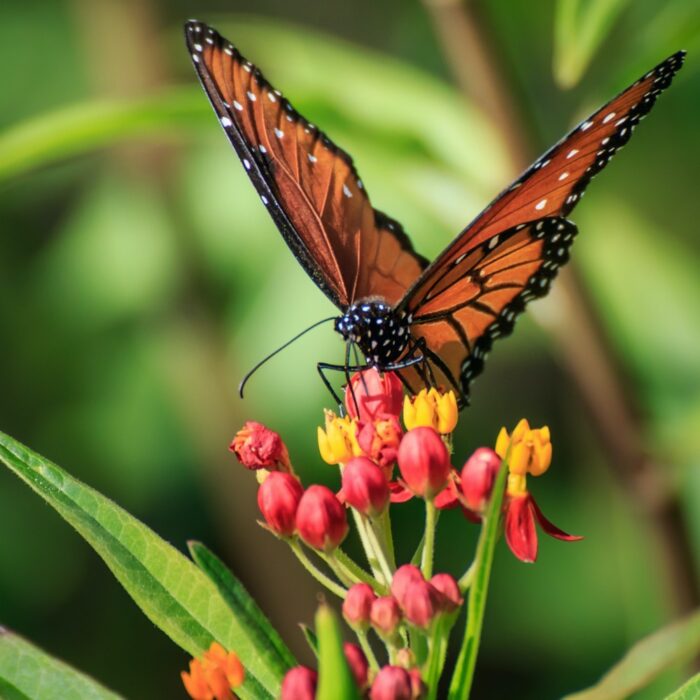 Asclepias Tuberosa - Butterfly Weed - Lake of Bays Garden Centre
