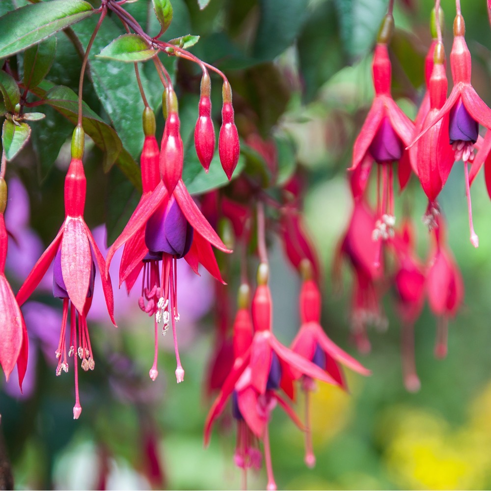 Fuchsia Trailing - Lake of Bays Garden Centre